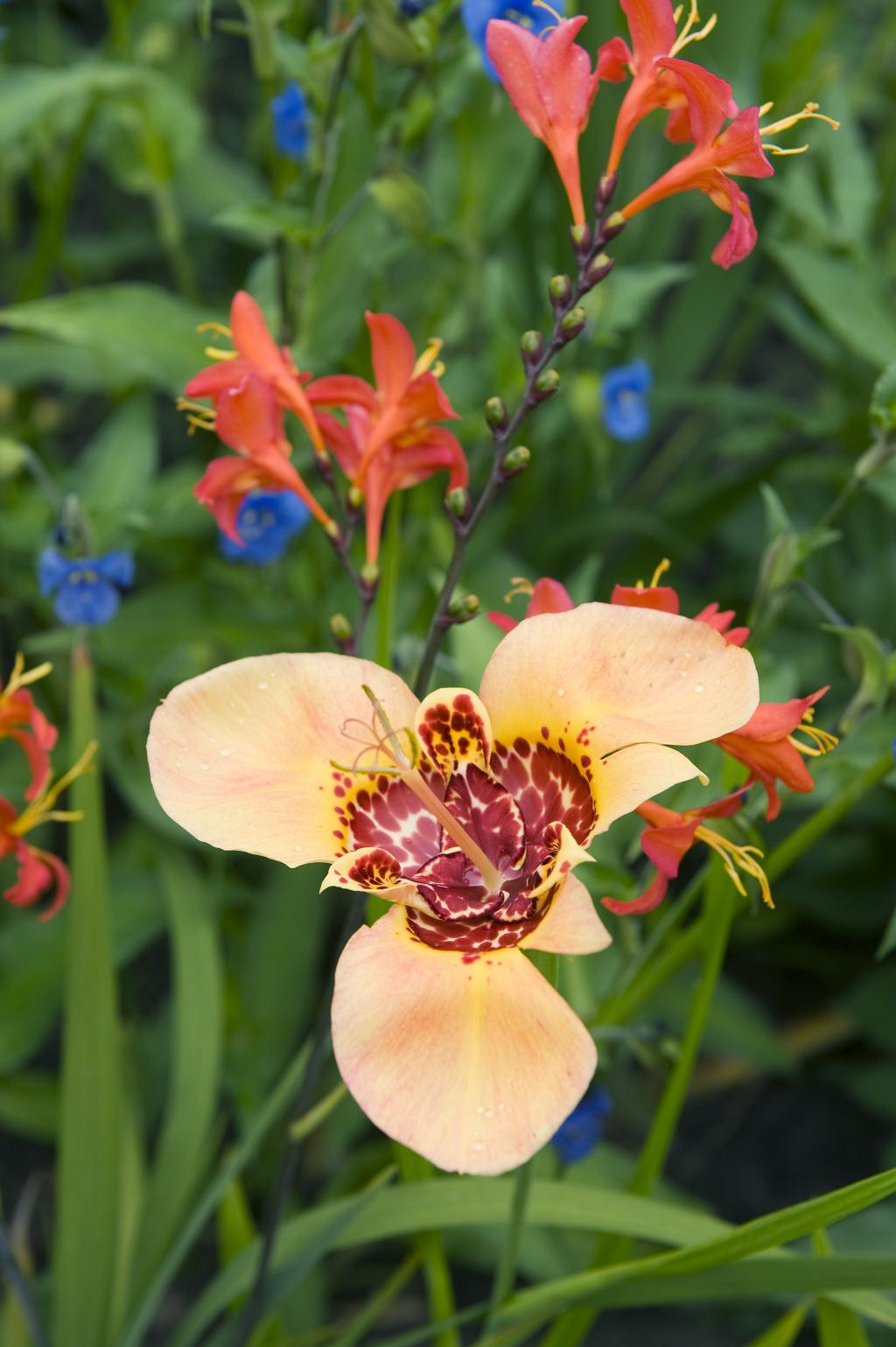 Tigridia - Flowerbulbs