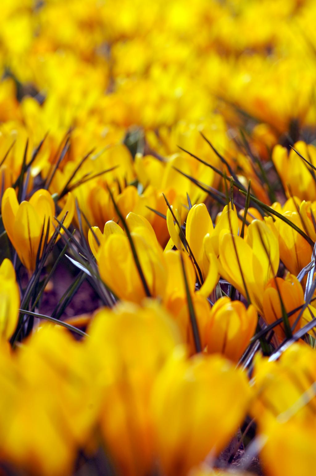Crocus flavus - Flowerbulbs